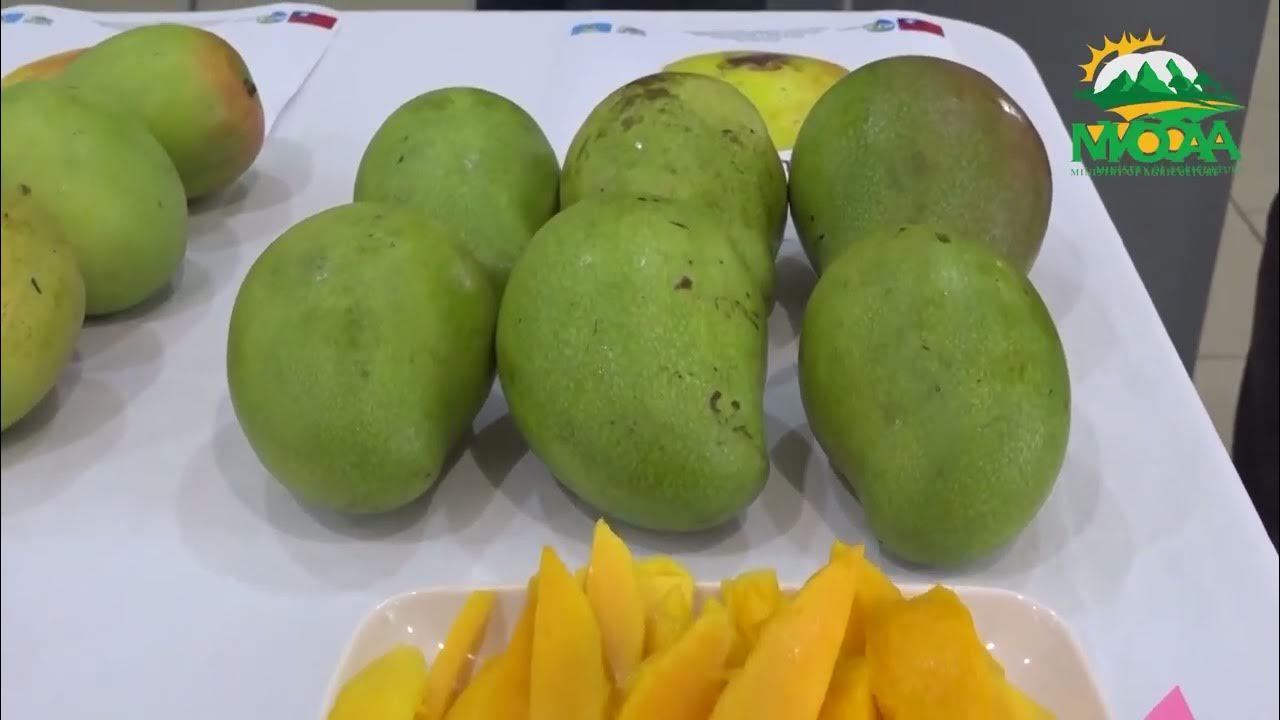 Tree Crop Project Launching - YouTube