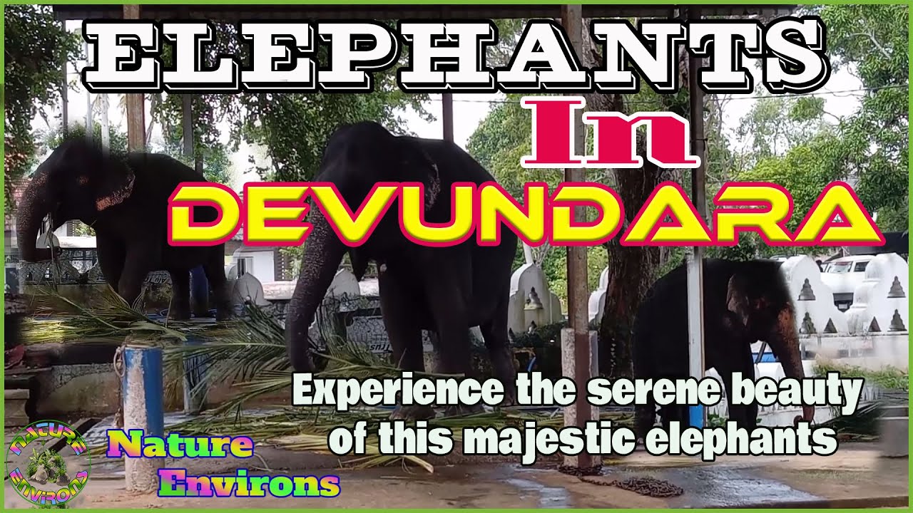 Elephants in Devundara. - දෙවුන්දර අලි ඇතුන් - YouTube