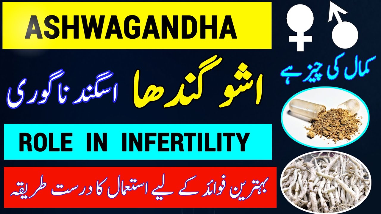 Ashwagandha Benefits For Infertility |Asgandh Nagori Benefits ...