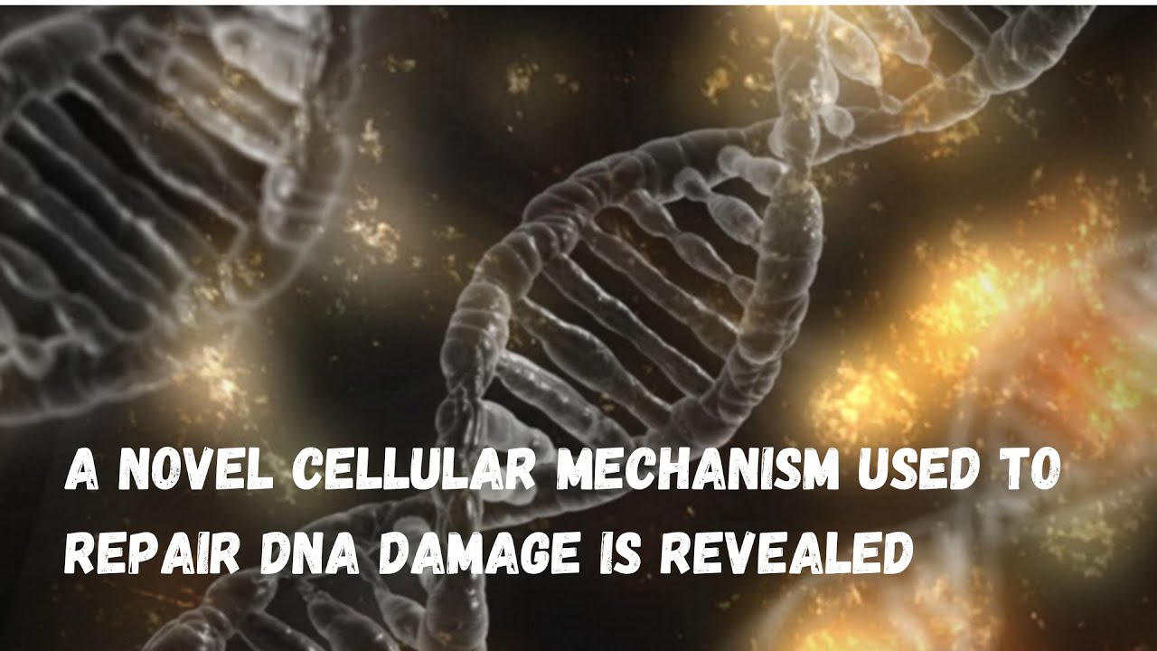 A Novel Cellular Mechanism Used to Repair DNA Damage is Revealed! - YouTube
