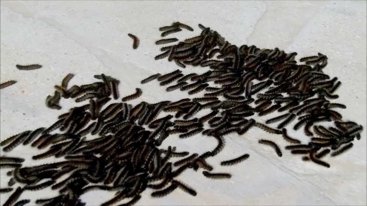 Swarm of Caterpillars - YouTube
