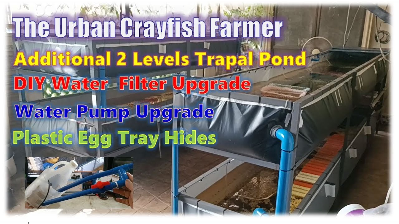 Crayfish Trapal Pond Home Set up│2 Levels Trapal Pond Upgrade │DIY ...