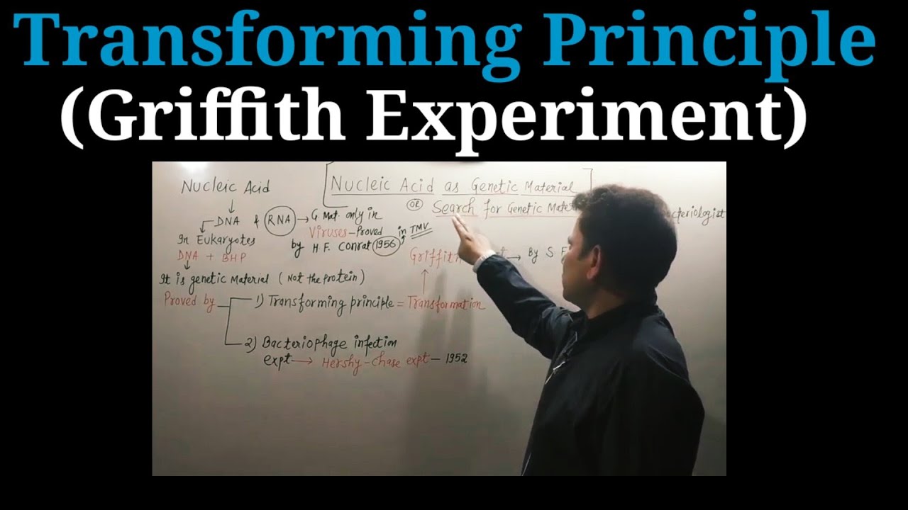 SEARCH FOR GENETIC MATERIAL : TRANSFORMING PRINCIPLES : GRIFFITH'S ...