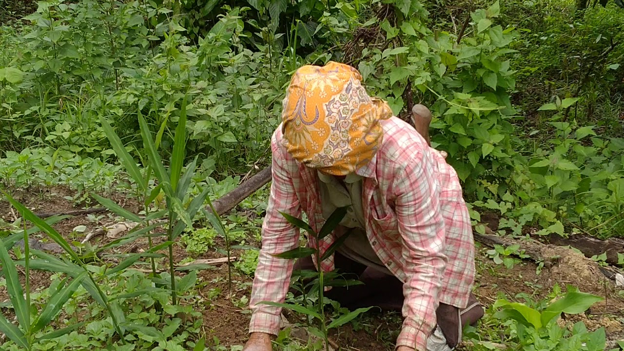 TANAMAN HALIA DI BUKIT - YouTube