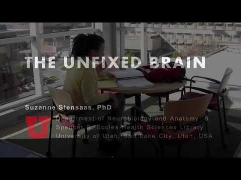The Normal Unfixed Brain- Neuroanatomy Video Lab - Brain Dissections ...