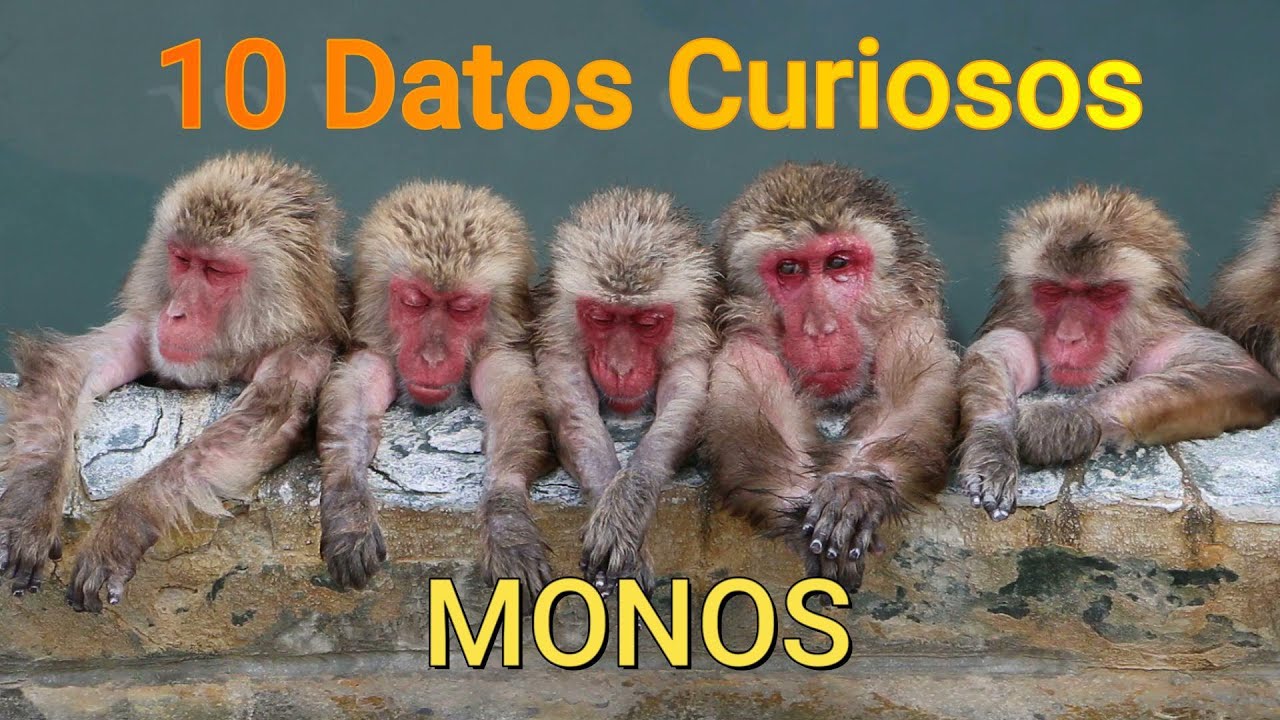 10 Datos Curiosos sobre los monos (Georgy Boy Al final) - YouTube