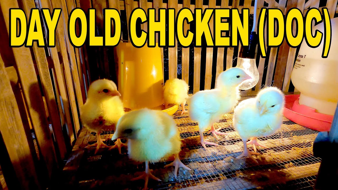 DOC DAY OLD CHICKEN ATAU ANAK AYAM PEDAGING BOILER - YouTube