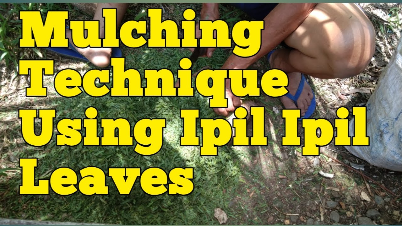 Mulching Technique Using Ipil Ipil Leaves / Backyard Gardening at ...