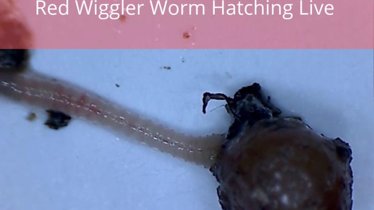 Live Worm Birth Red Wiggler Worm Hatching Raw unedited at 35x zoom ...