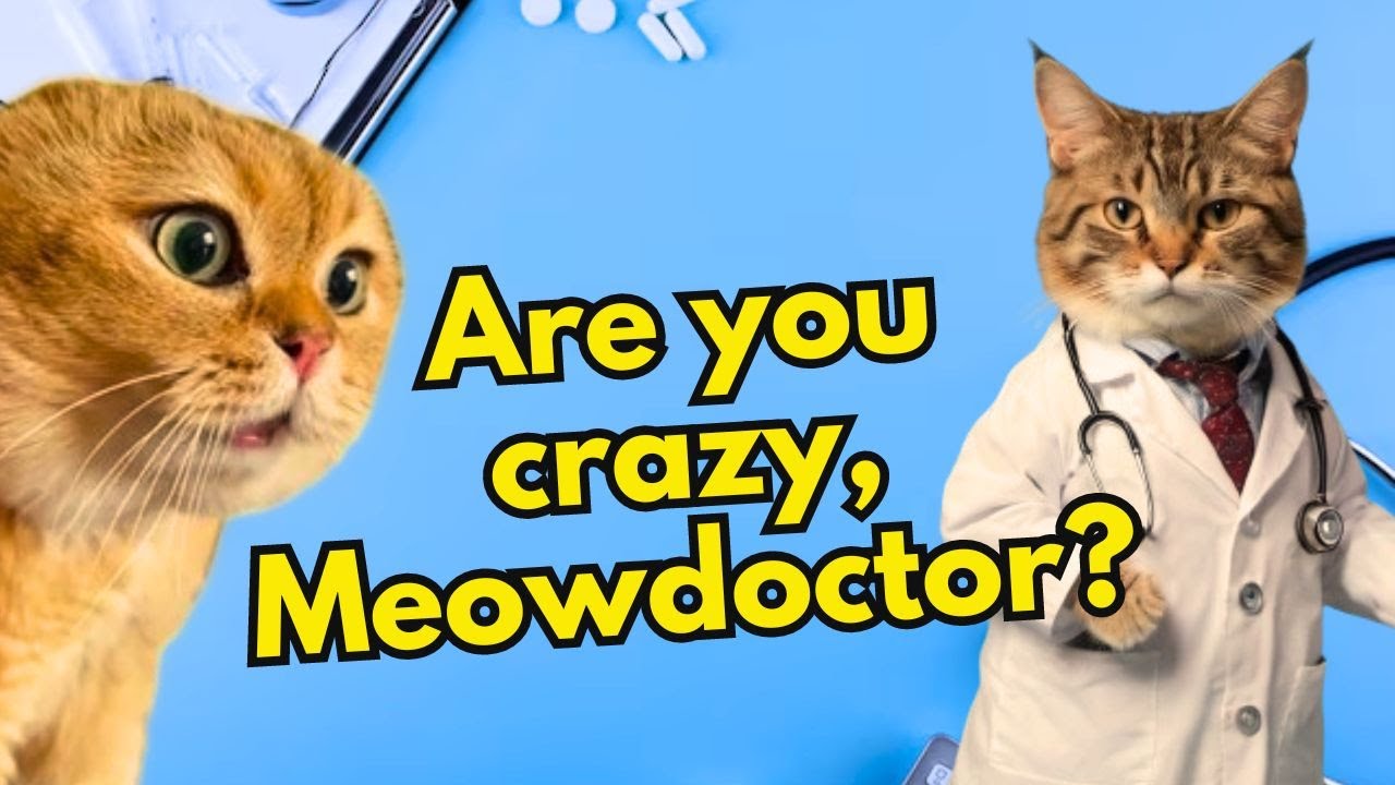 When a Cat is angry with his doctor (cat memes) (Ep.26) - YouTube