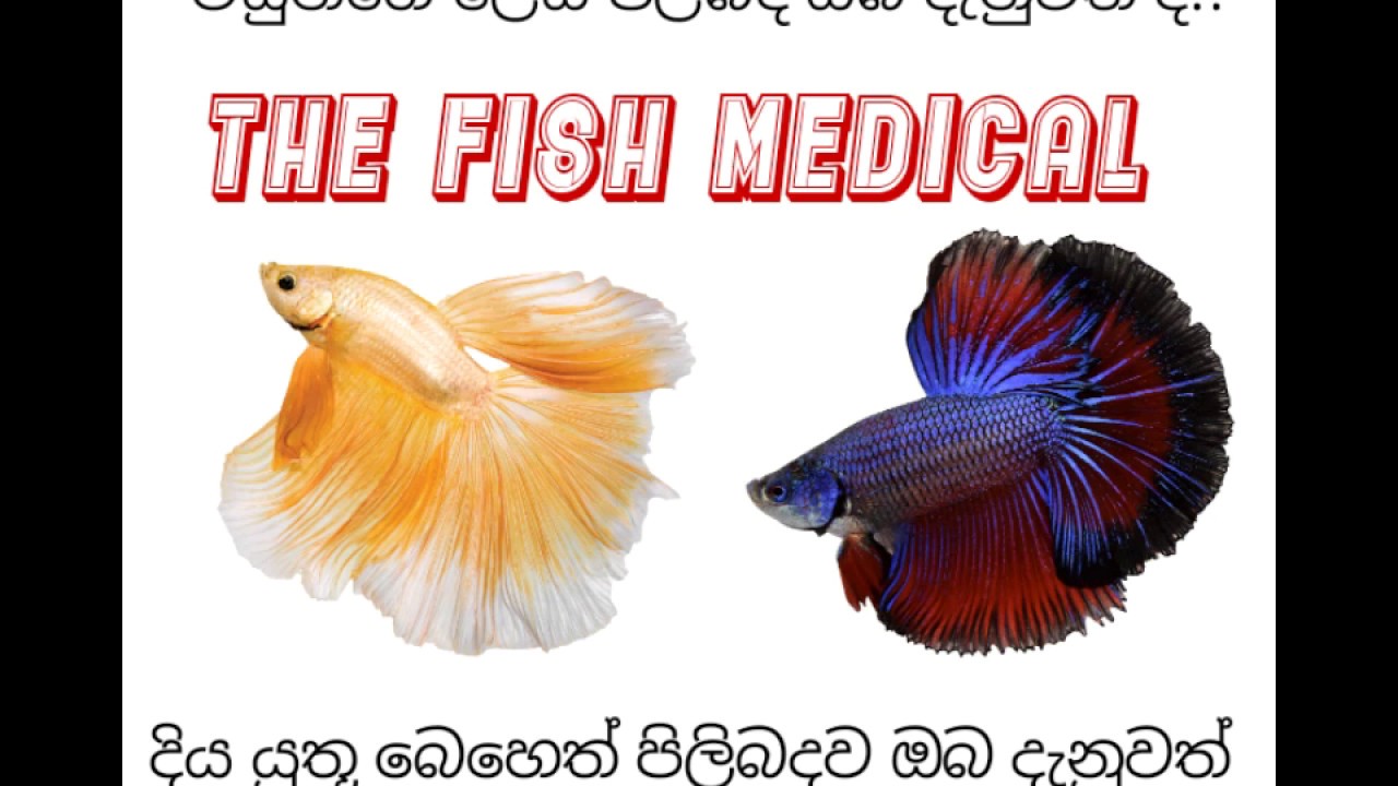 මසුන්ට සැදෙන ලෙඩ කිහිපයකට බෙහෙත් මසුන් ඇතිකරන ඔබ නැරබිය යුතුම ...