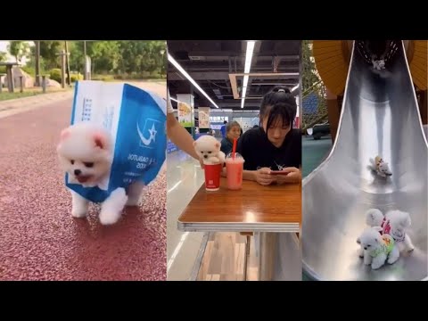 Tik Tok Mini Squirrel Dog  Funny and Cute Pomeranian Videos #1