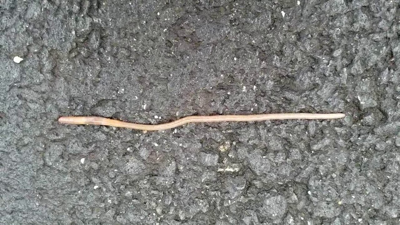 Worms After The Storm - YouTube