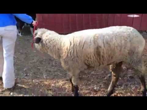 Sheep with Meningeal Worm - YouTube