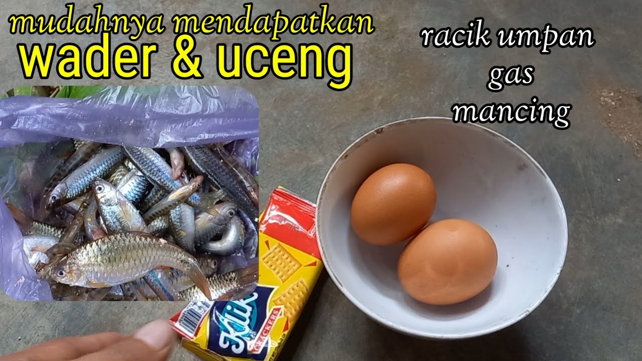 cara membuat umpan roti klik+telur umpan jitu wader uceng - YouTube