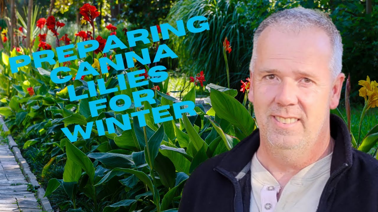 Digging up Canna Lilies for Winter storage. - YouTube
