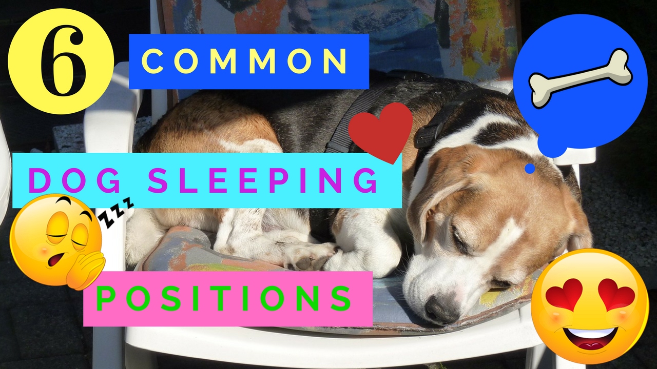 6 Dog Sleeping Positions - YouTube