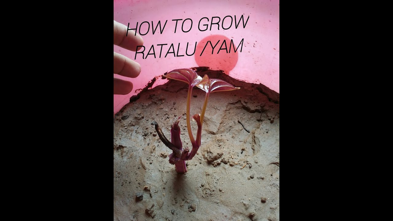 how to grow ratalu at home|| how to grow yam||how to grow ratalu - YouTube