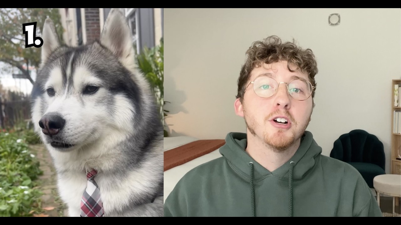 Top 5 Dogs of the Week! - YouTube