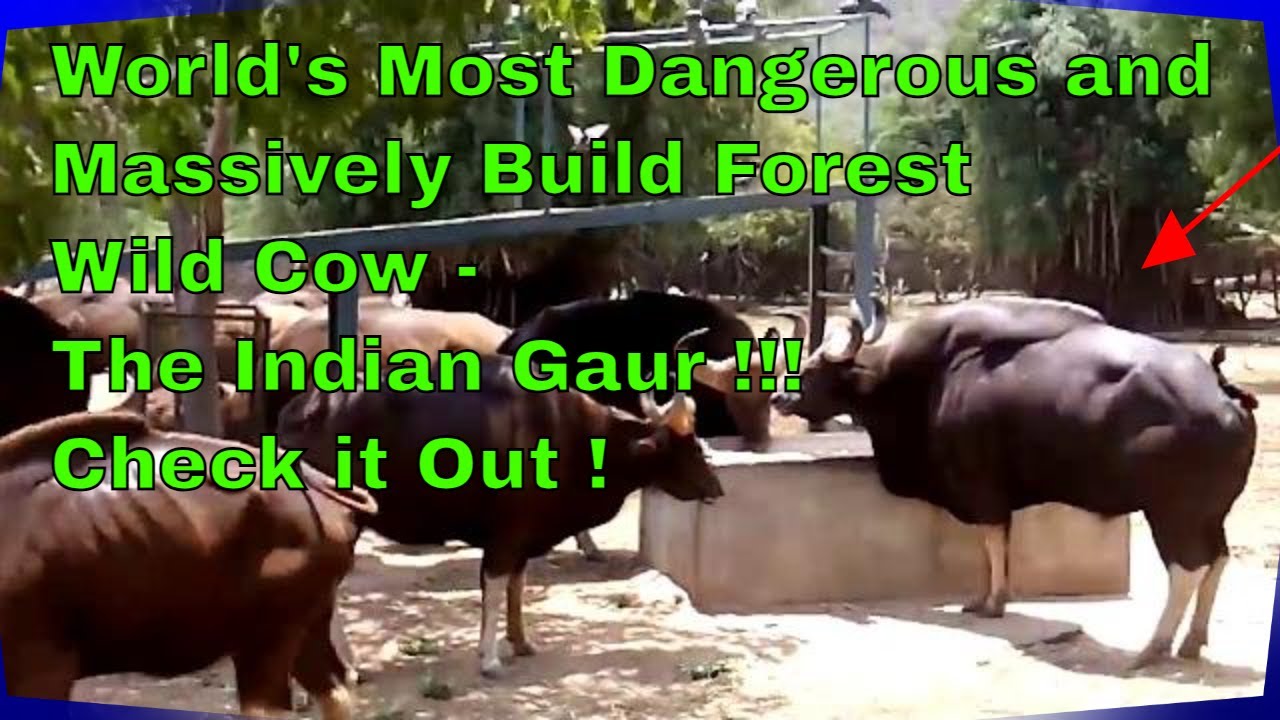 Endangered, Massively Built, Indian Gaur, Worlds Biggest Wild Cows ...