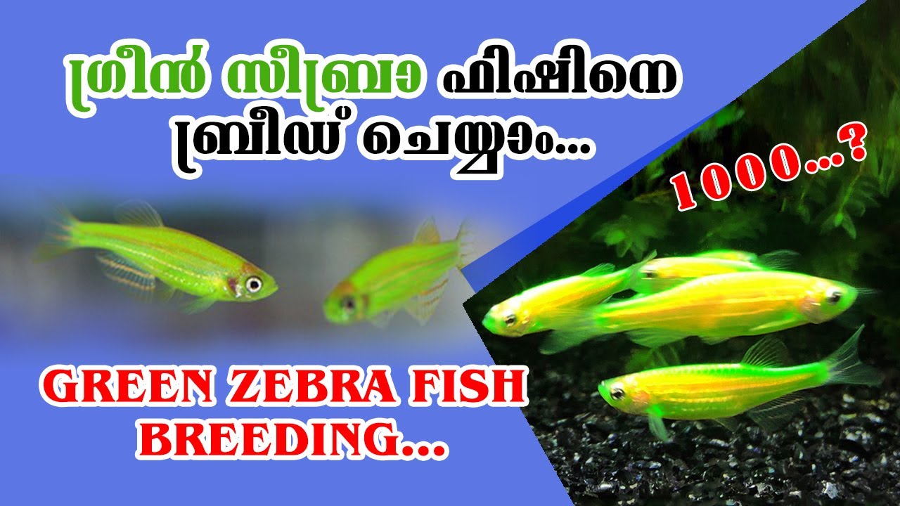 (058) Green Zebra Fish Breeding Malayalam l ഗ്രീൻ സീബ്ര ഫിഷ് ബ്രീഡിങ് l ...