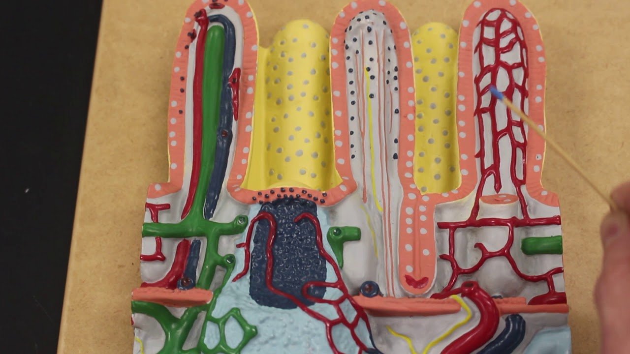 Duodenum model - YouTube