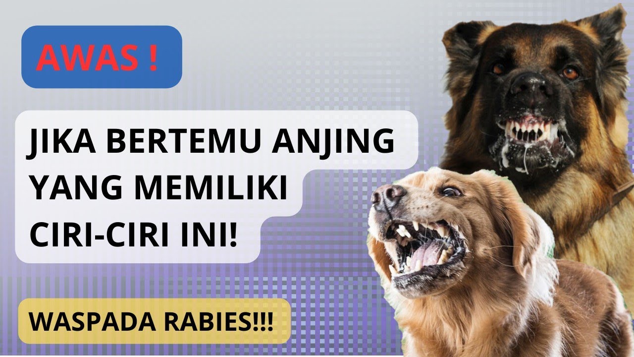 🔴 KENALI GEJALA DAN CIRI-CIRI HEWAN YANG TERINFEKSI VIRUS RABIES ...