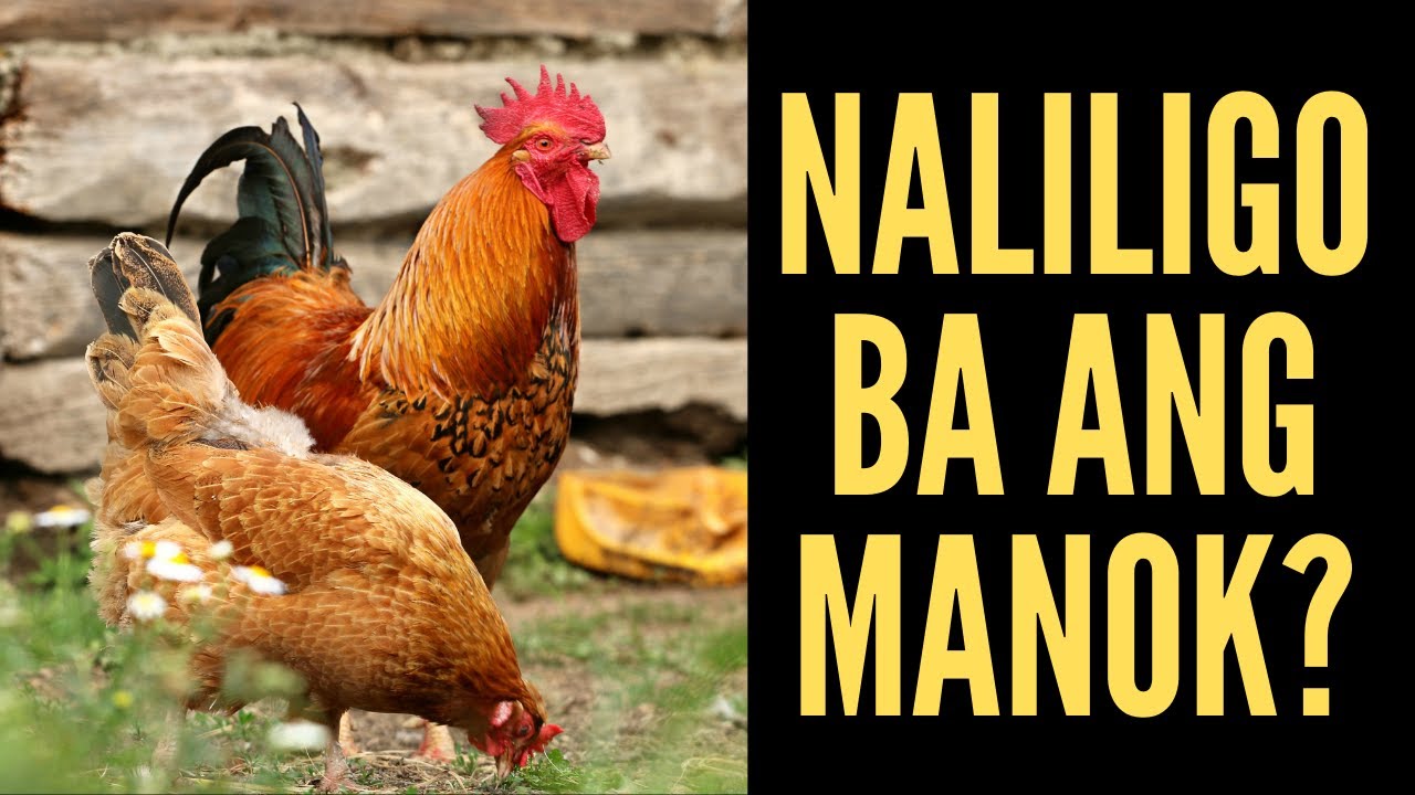 CHICKEN MORNING ROUTINE - YouTube