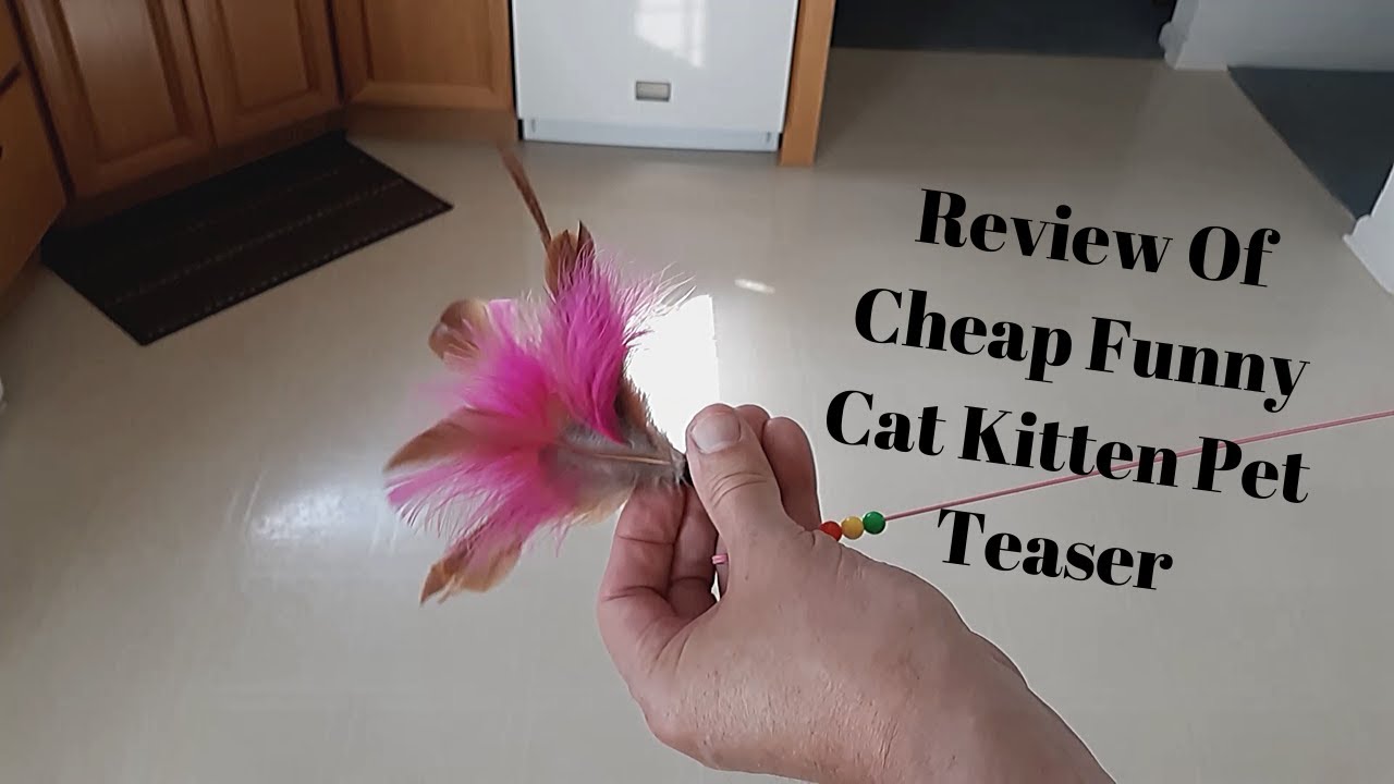 Review Of Cheap Funny Cat Kitten Pet Teaser Wand Wire Feather Chaser ...