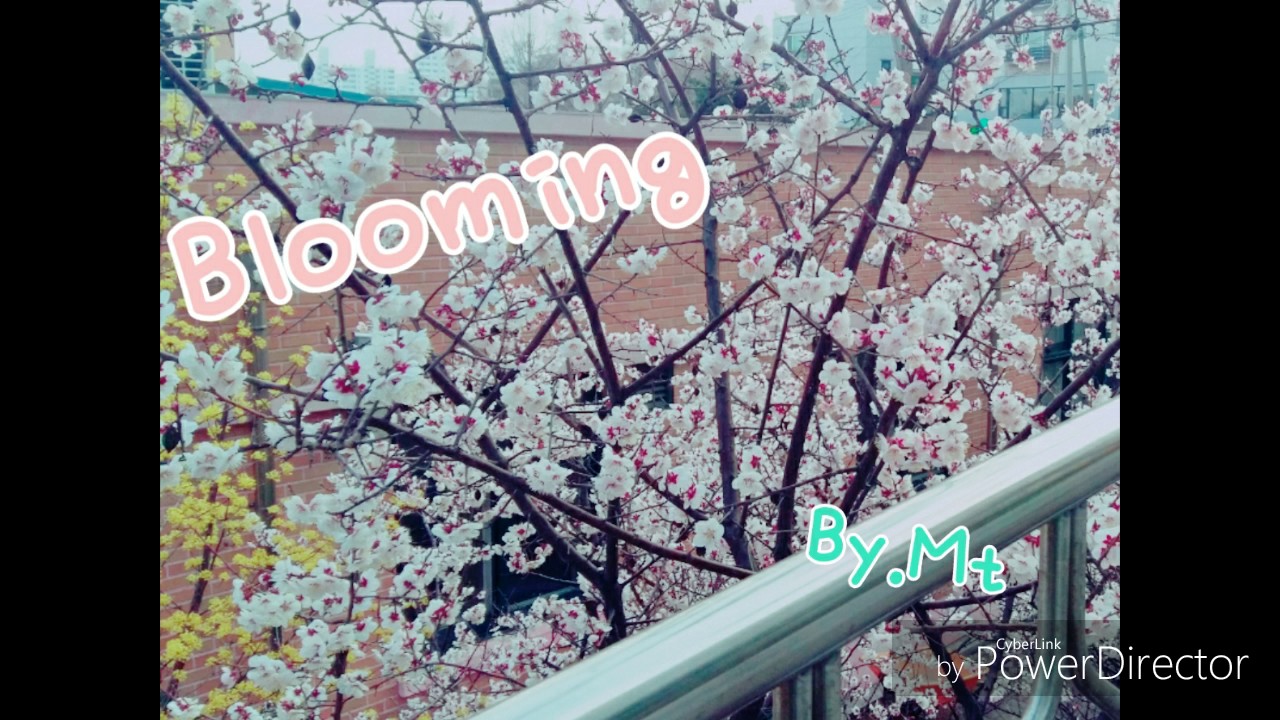 Mintcat - Blooming - YouTube