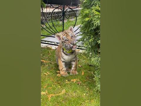 Маленький охотник 🥰 - YouTube