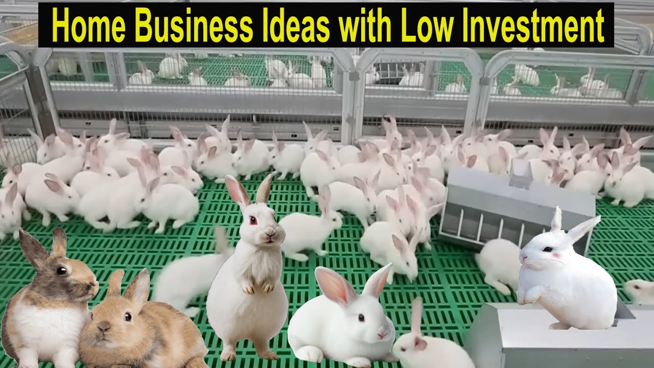 Rabbit Farming - How to Start a Business Rabbit Farm - Home Business ...