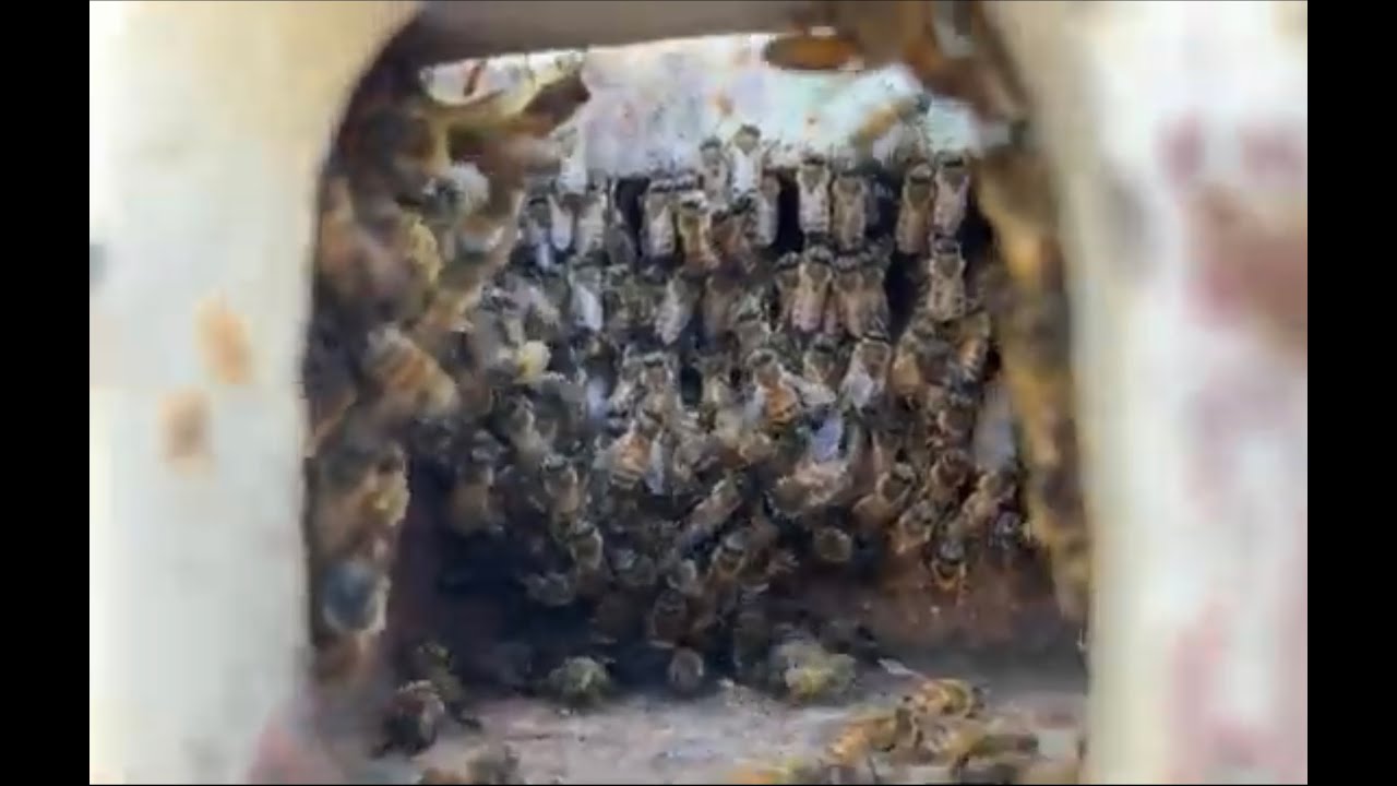 Bee swarm rescue new home day 2 - YouTube