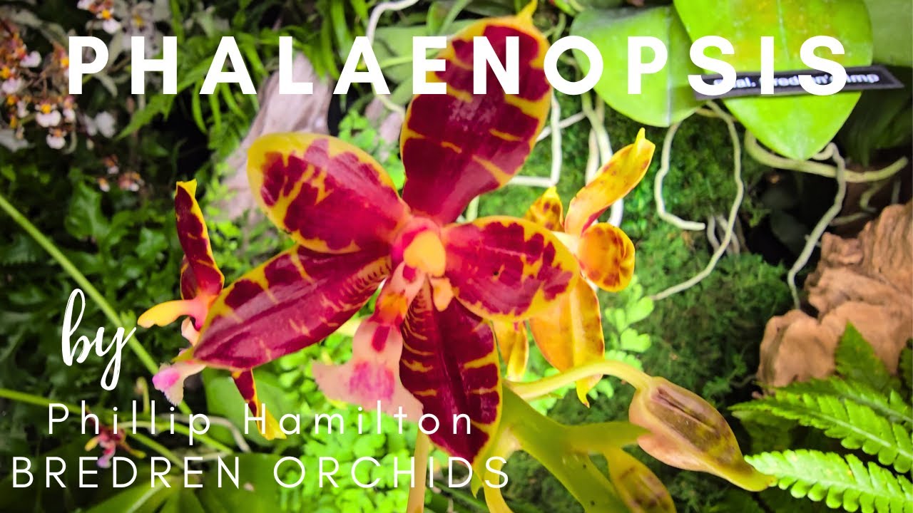 Everything about Phalaenopsis Orchids by Phillip Hamilton of Bredren ...