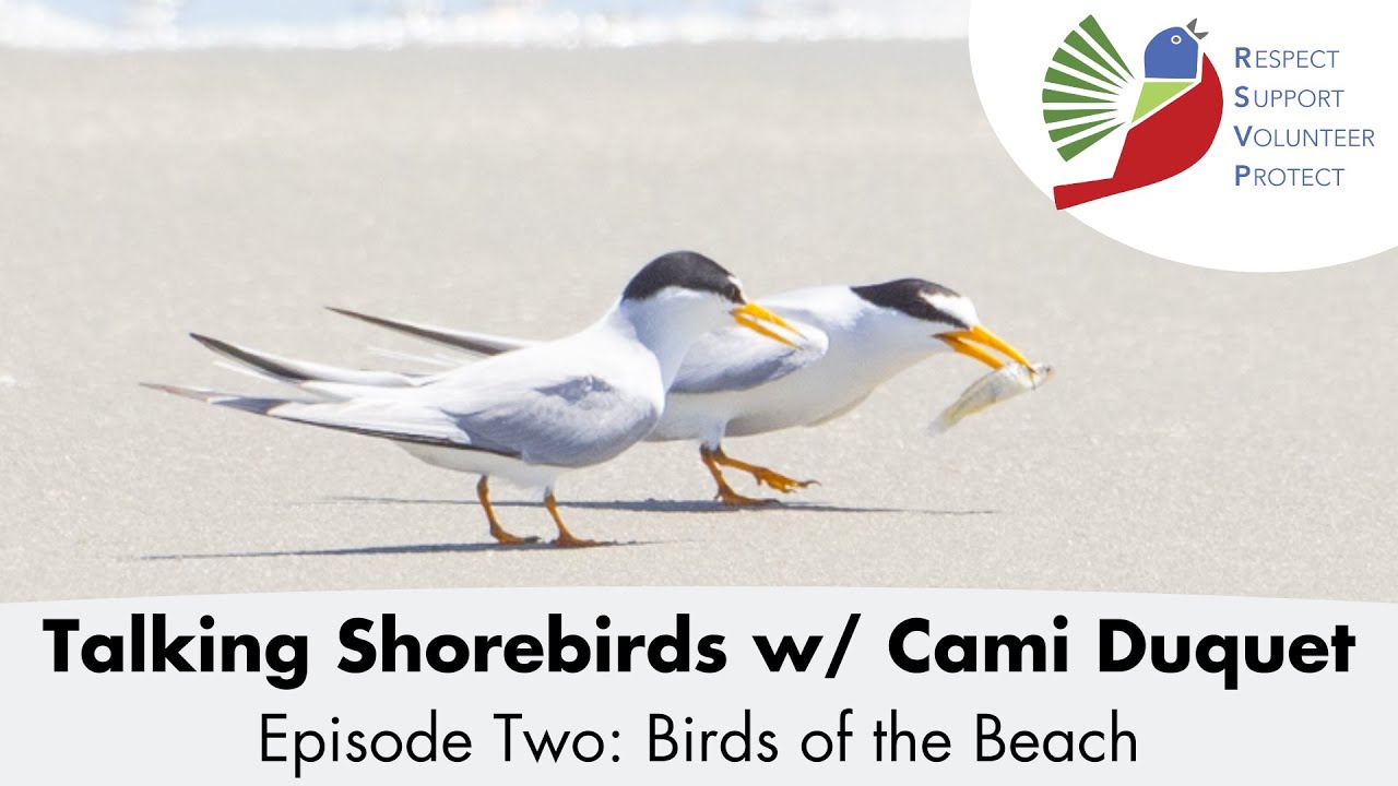 Talking Shorebirds: Birds of the Beach - YouTube
