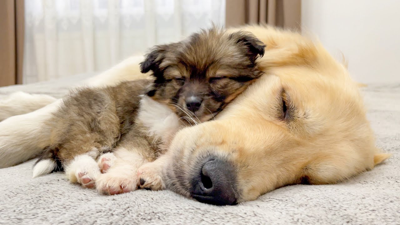Adorable Puppy Goes From Being Afraid of Golden Retrievers to Snuggling ...