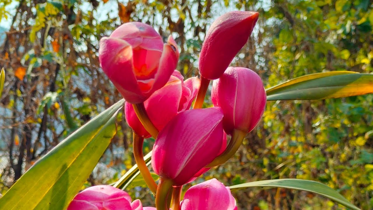 Maile Ropeko Phool Haru Heenuss #comedy #beautifullandscape #sikkimtour ...