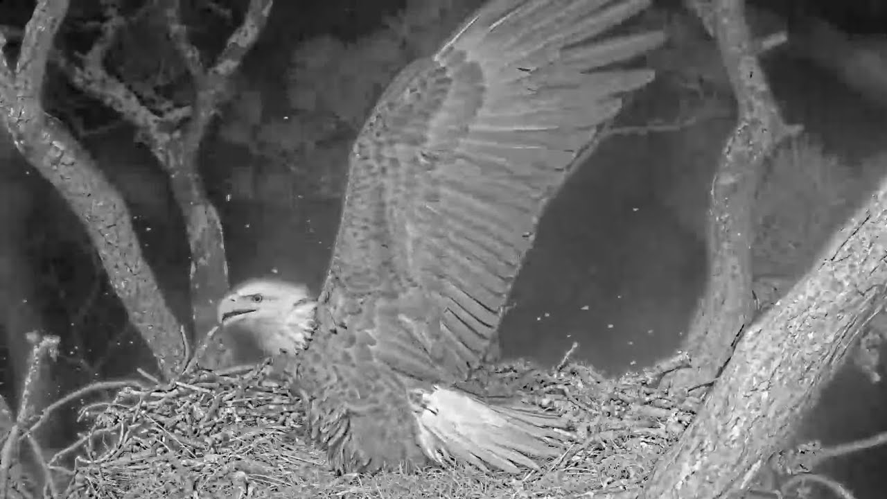 NEFL Eagles / Gabby hits double wing slap at flying squirrel 😲🐿️/ 02:21 ...