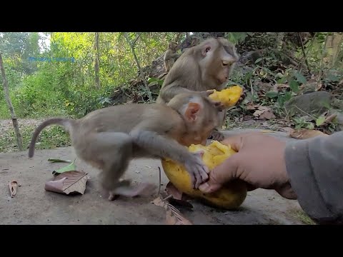 Feed some to Ashley and babies monkey Sovana team