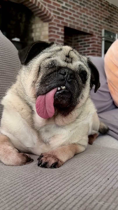 Pug pug pug #pugsandor please subscribe - YouTube