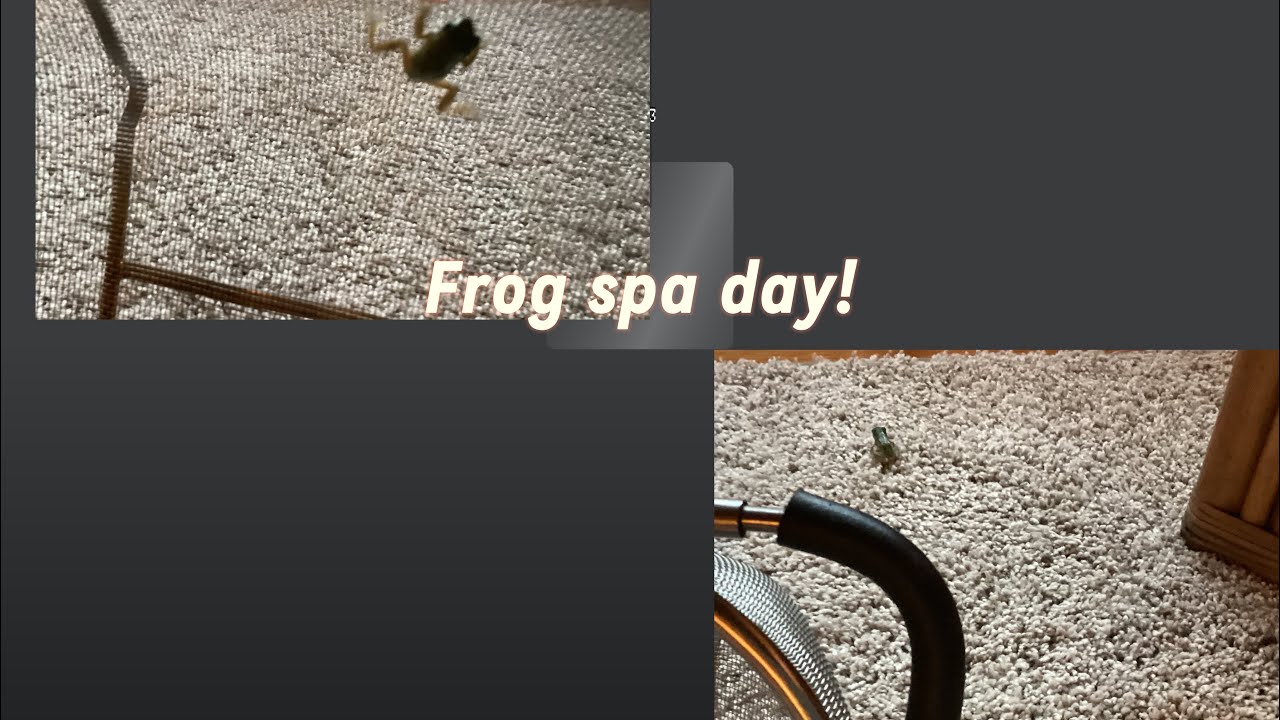 Frog spa day - YouTube