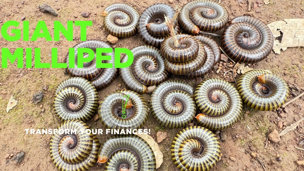 Find and catch Millipedes in Cashew Trees Farm . The Most Giant ...
