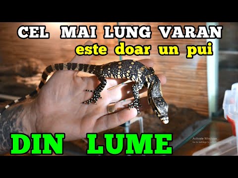 ALEX și-a cumpărat cea mai LUNGĂ ȘOPÂRLĂ DIN LUME🦎 Ce animale au adus băieții din Cehia❓