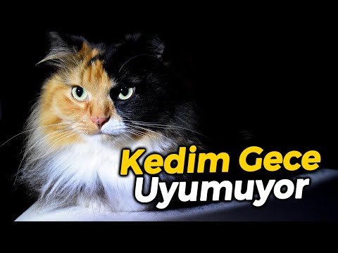 KEDİM GECE UYUMUYOR? 😨 (Kedileri Gece Uyutacak Yöntemler)