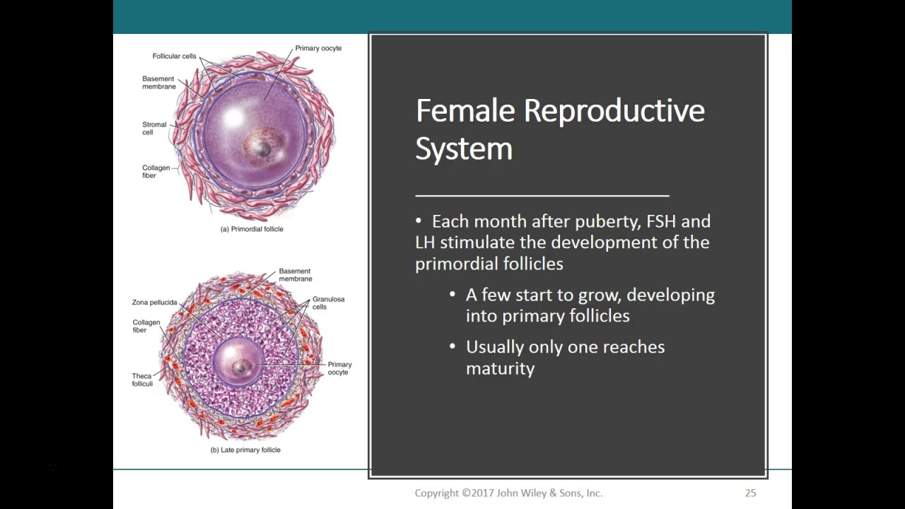 4. Intro to Female Repro Anatomy through Oogenesis - YouTube