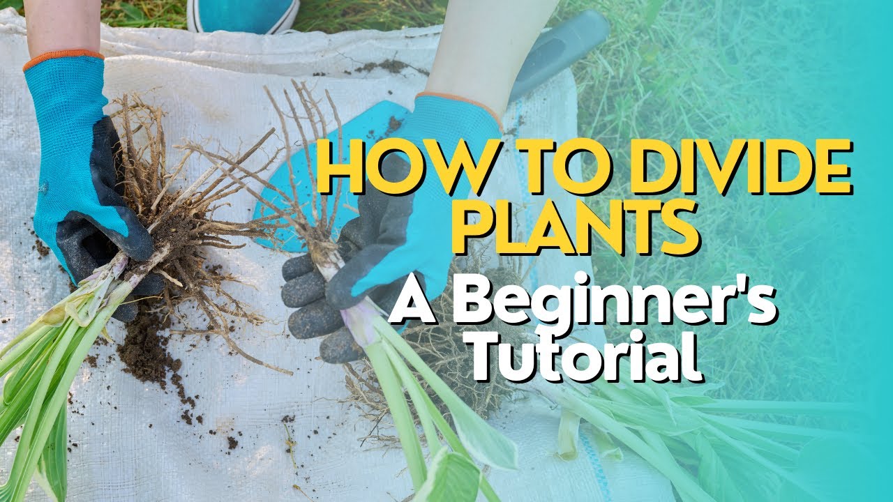 How to Divide Plants: A Beginner's Tutorial - YouTube