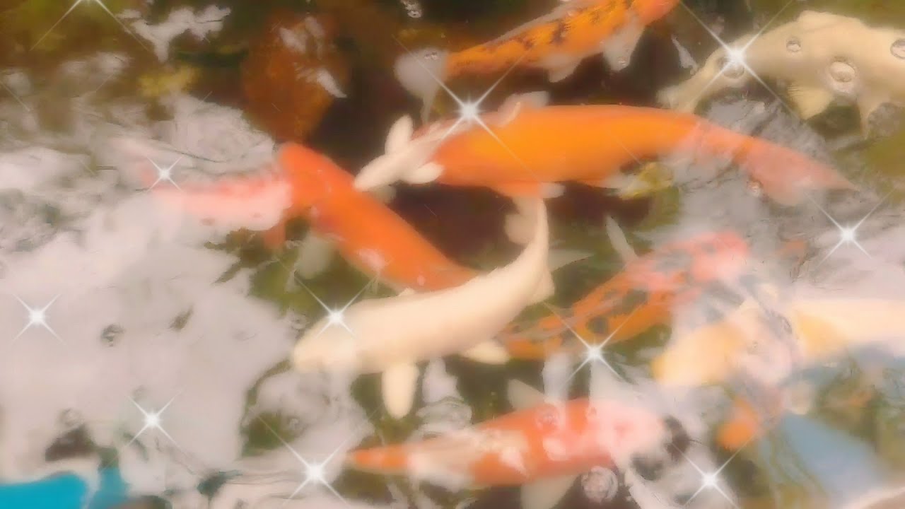 Fish Pond in Garden (Cottagecore vibes) - YouTube