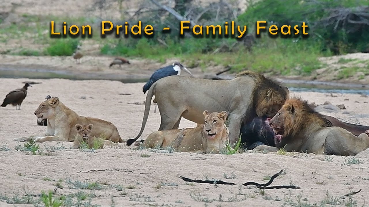 Big Male lions with their pride with a family meal in Kruger National ...