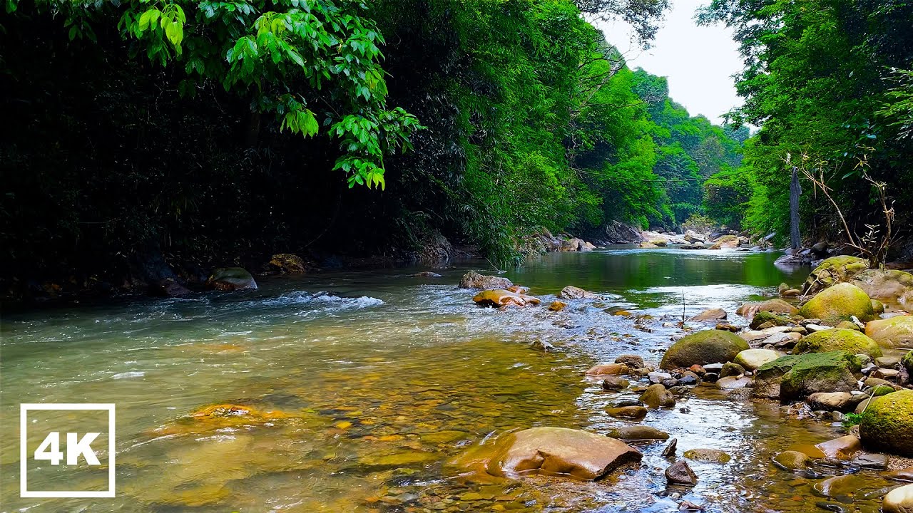 Enjoy The Beautiful Melodies of The Forest, Relax with Nature, Babbling ...