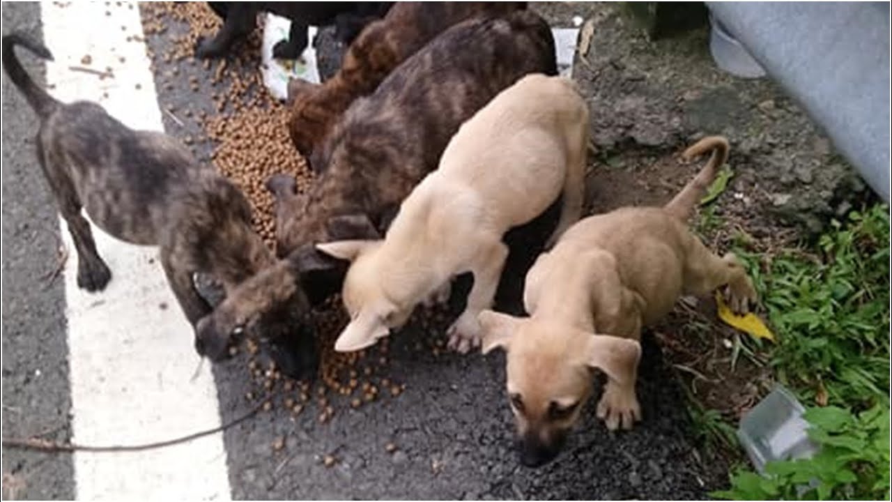 Seven Poor Puppies Abandoned on a Busy Road Gets Rescued Just In Time ...